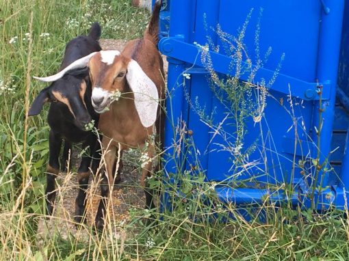 Goats | Stonyglade Farm